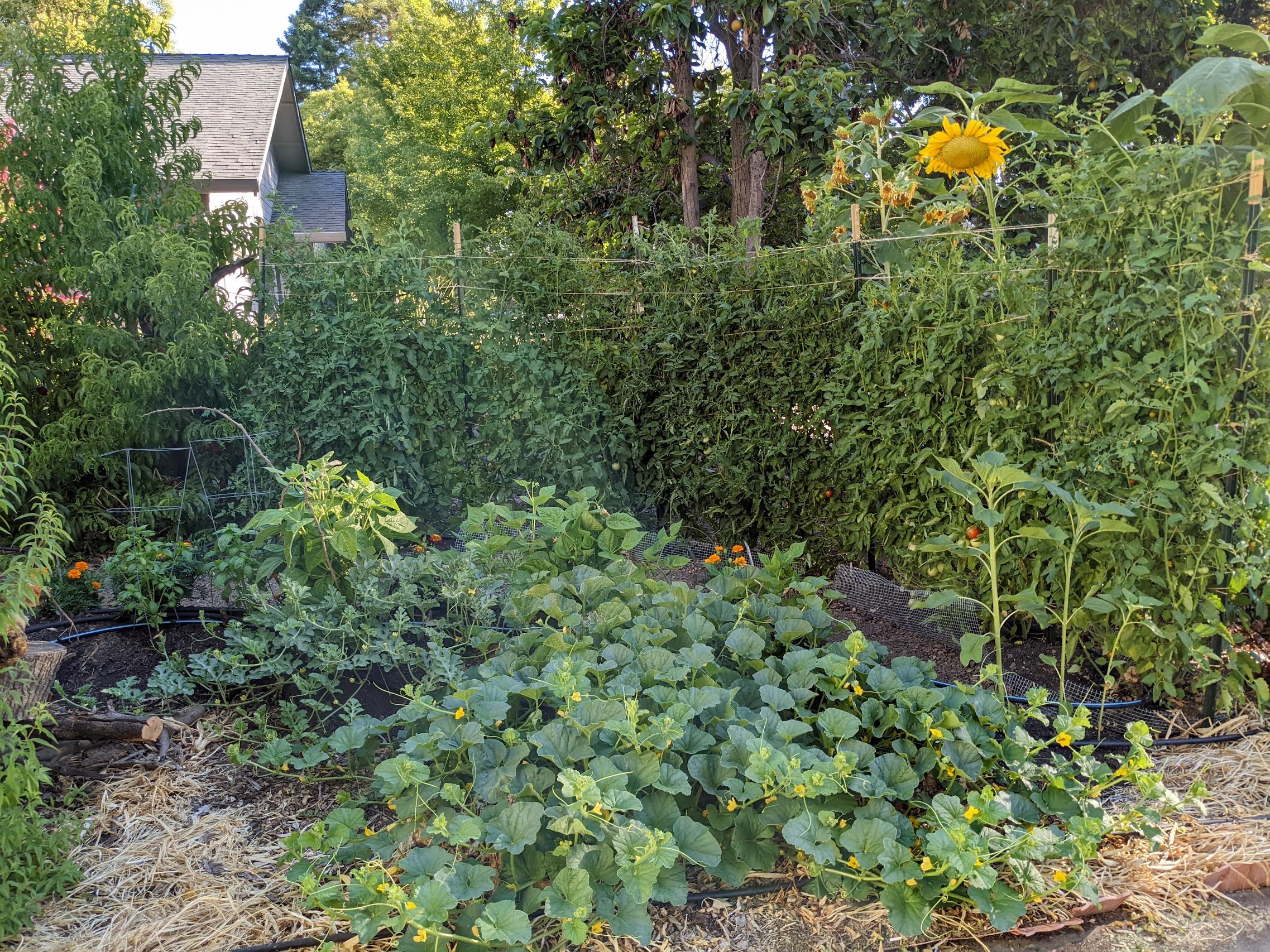 Davis Garden Show, March 23, 2023 | KDRT 95.7FM Davis