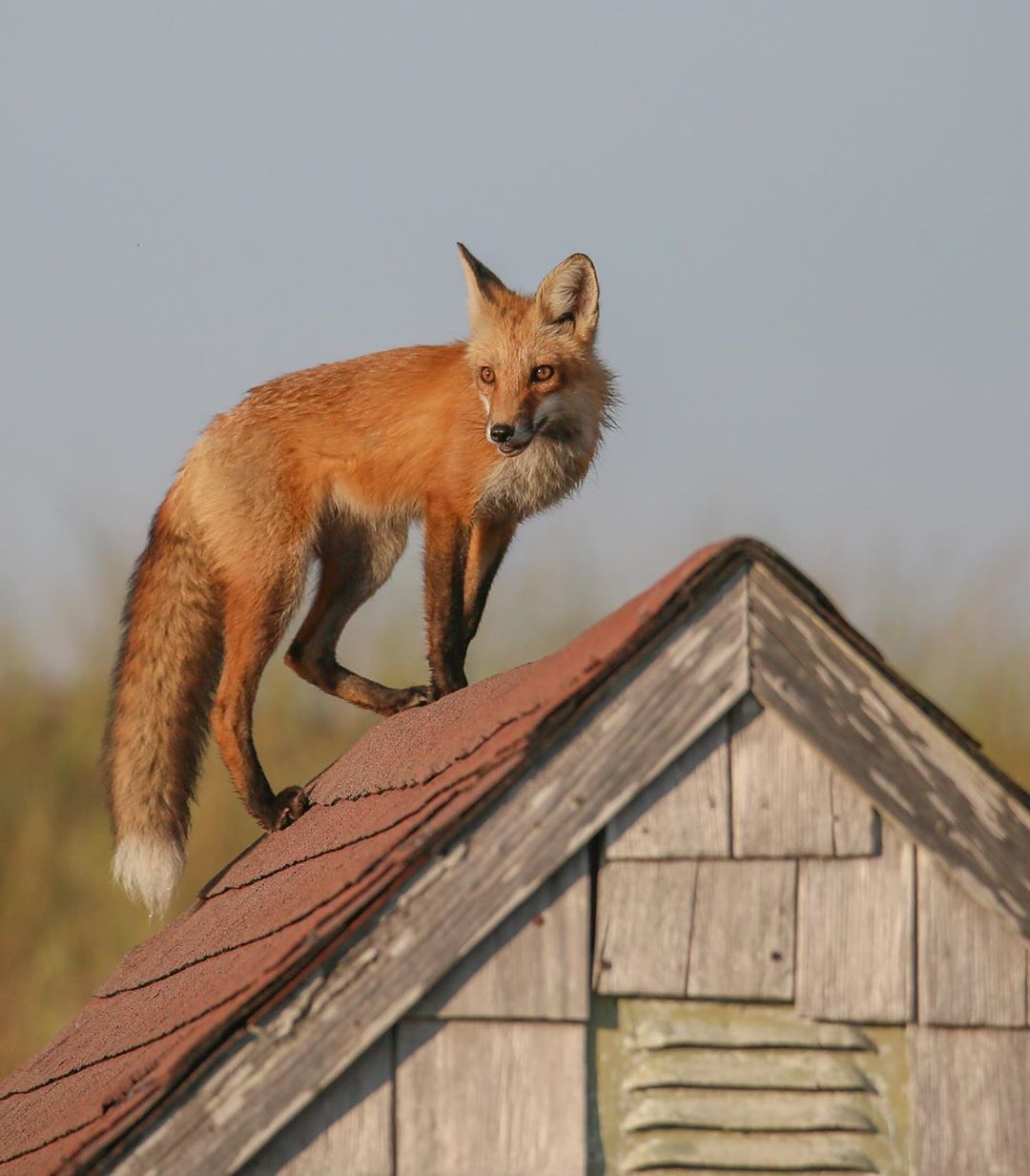 Fox on a rooftop, a musical journey on Listening Lyrics | KDRT 95.7FM Davis