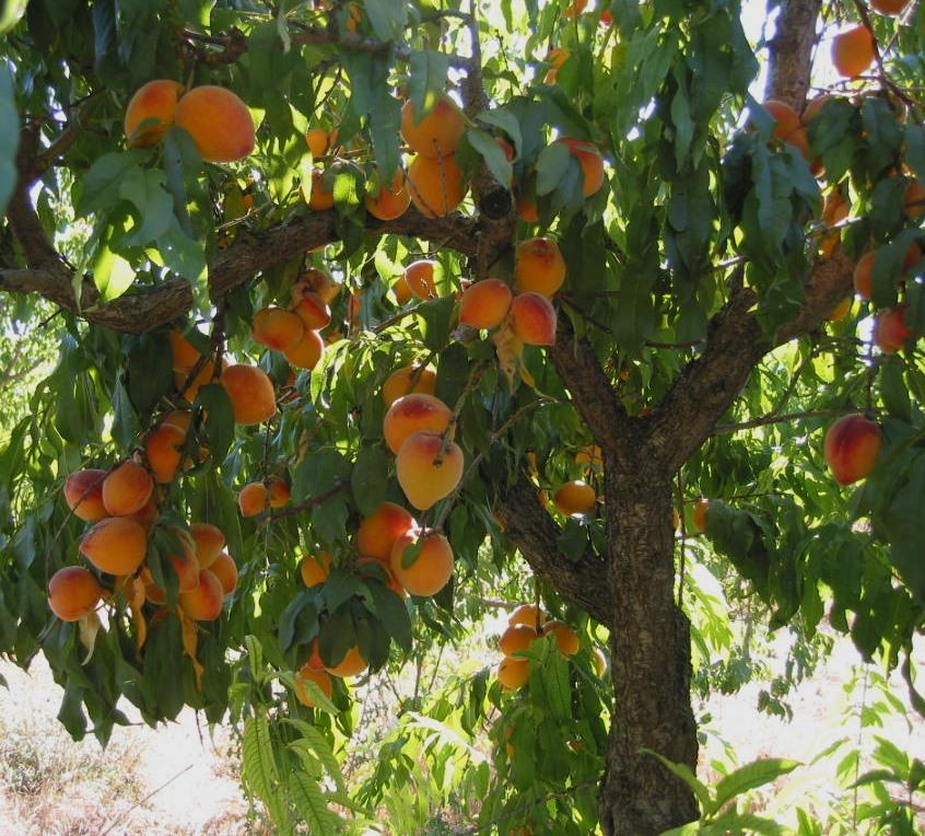 Davis Garden Show, Jan. 2, 2025 | KDRT 95.7FM Davis