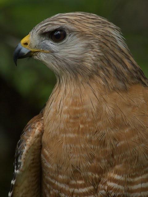 "That's Life" ft. California Raptor Center (4/20) | KDRT 95.7FM Davis